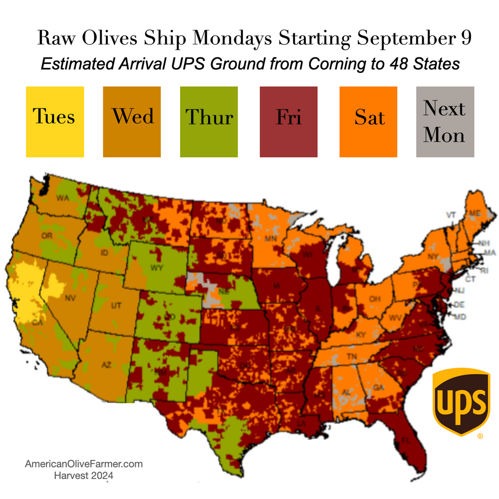 Fresh Raw Green Olives | American Olive Farmer