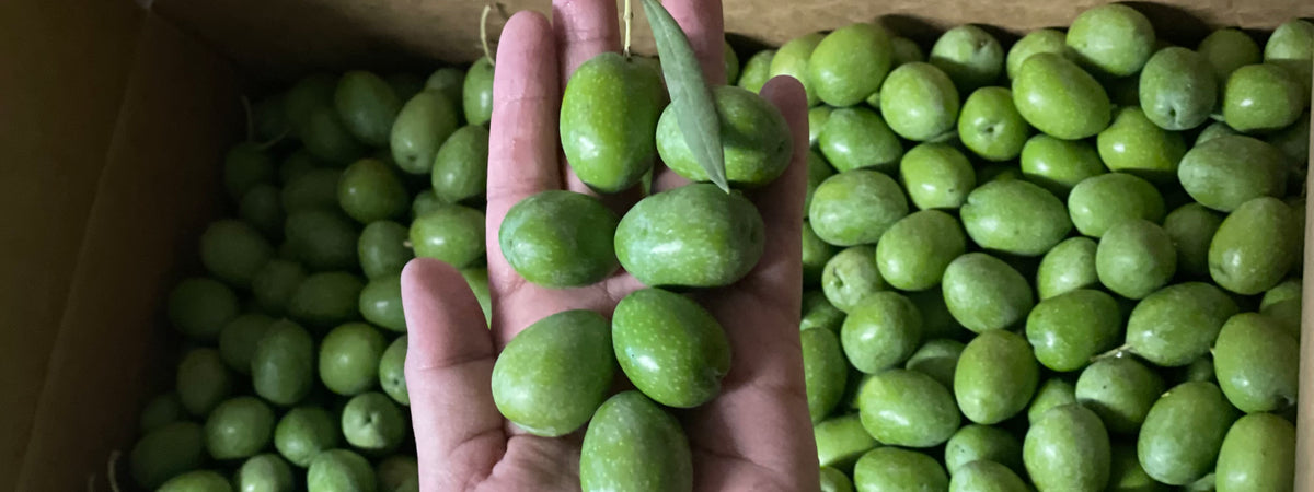 American Olive Farmer, Home of Lucero Olive Oil