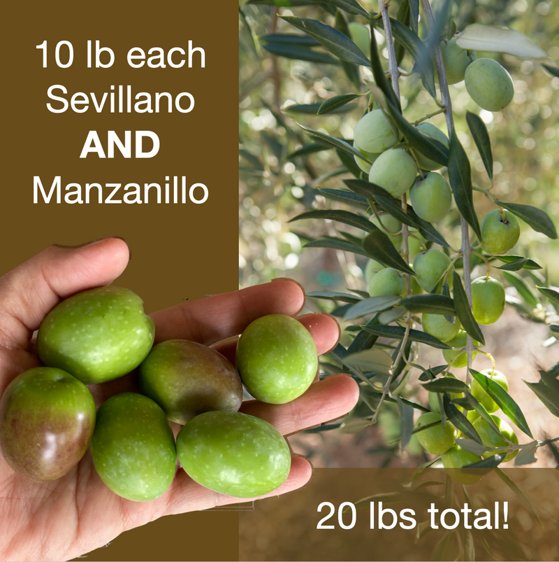 Fresh Raw Green Olives | American Olive Farmer