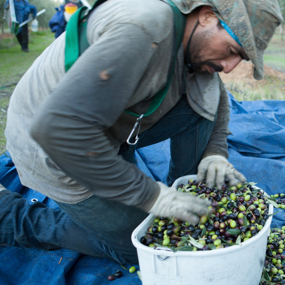 Fresh Raw Green Olives | American Olive Farmer